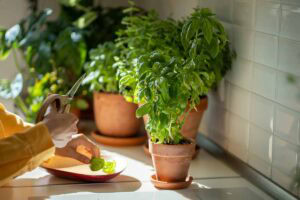 How to Plant and Grow Greek (Bush) Basil | Gardener’s Path