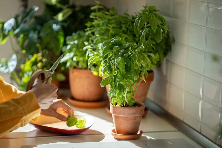 How to Plant and Grow Greek (Bush) Basil | Gardener’s Path