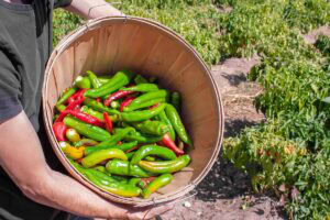Tips for Growing Hatch Peppers | Gardener’s Path