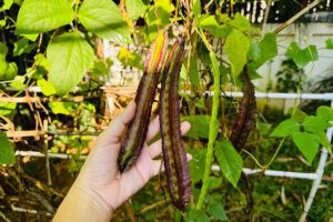 How to Plant and Grow Winged Beans | Gardener’s Path
