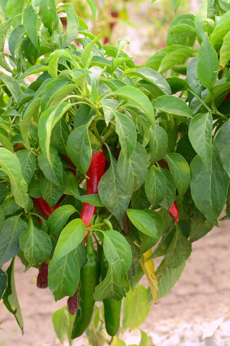 Tips for Growing Hatch Peppers | Gardener’s Path