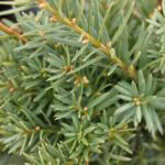 How to Grow and Care for Hicks Yews | Gardener’s Path