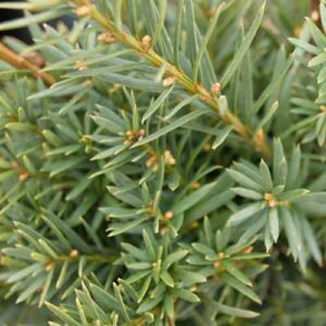 How to Grow and Care for Hicks Yews | Gardener’s Path