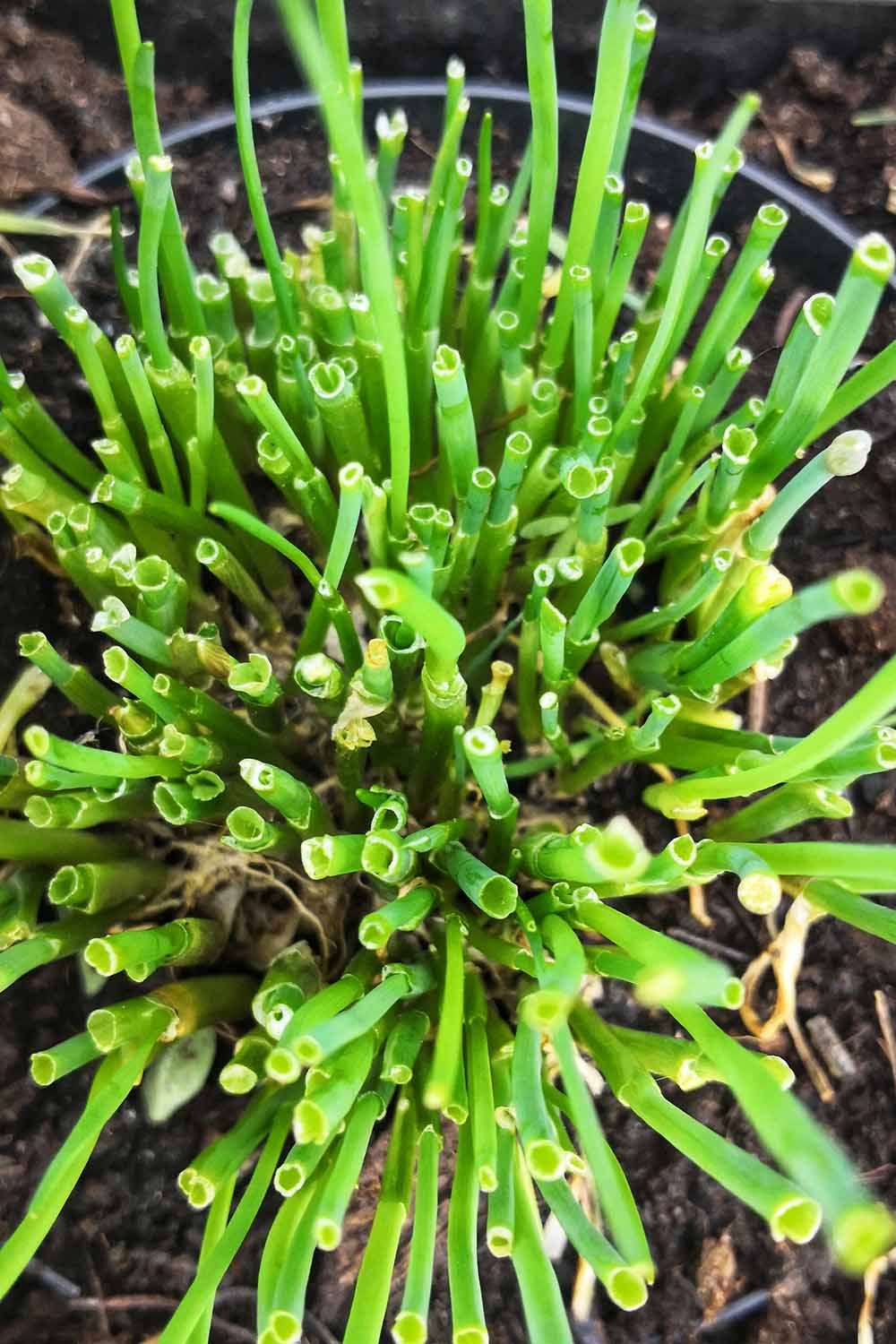 How to Plant and Grow Chives | Gardener’s Path