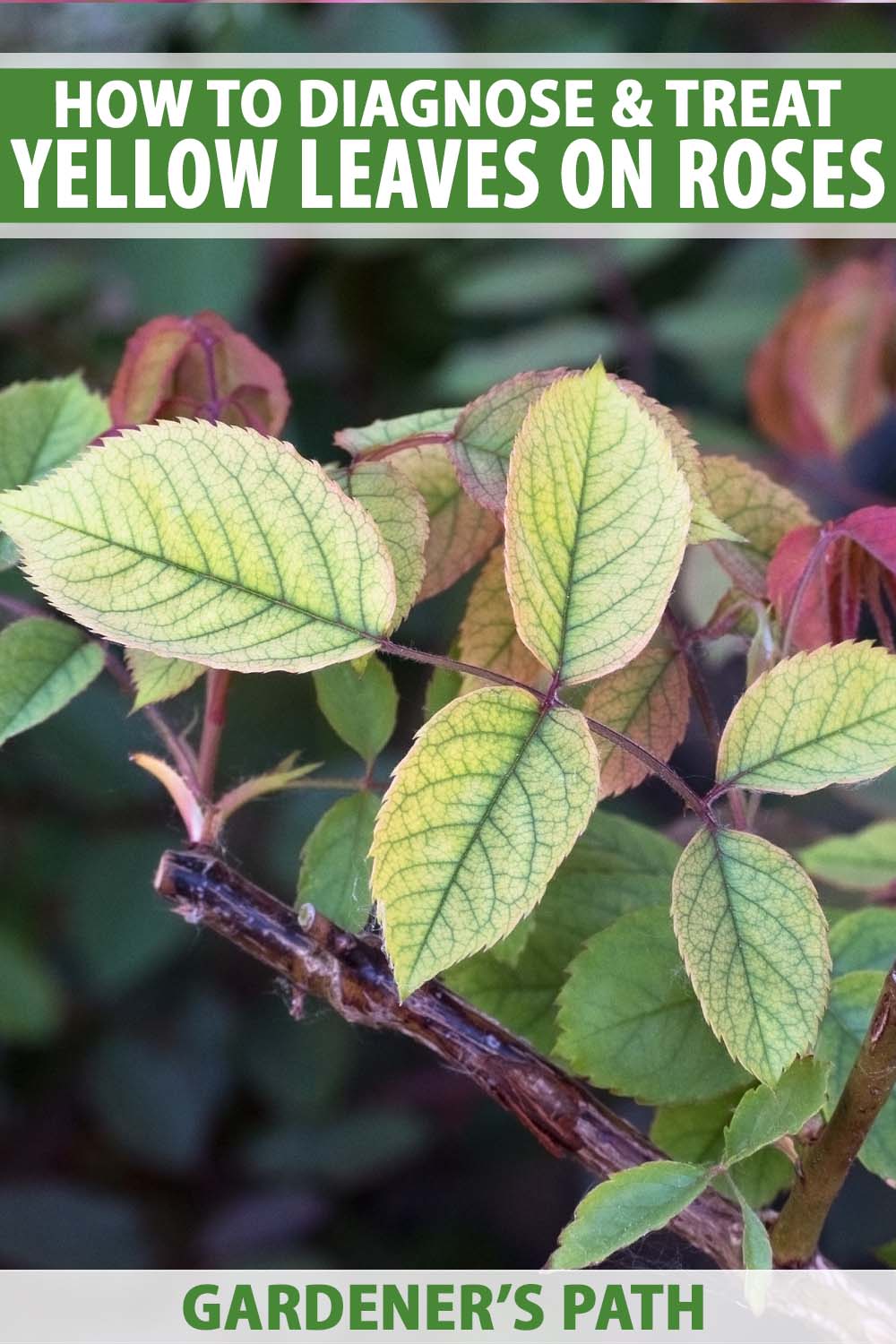 10 Common Causes of Yellow Leaves on Roses | Gardener’s Path