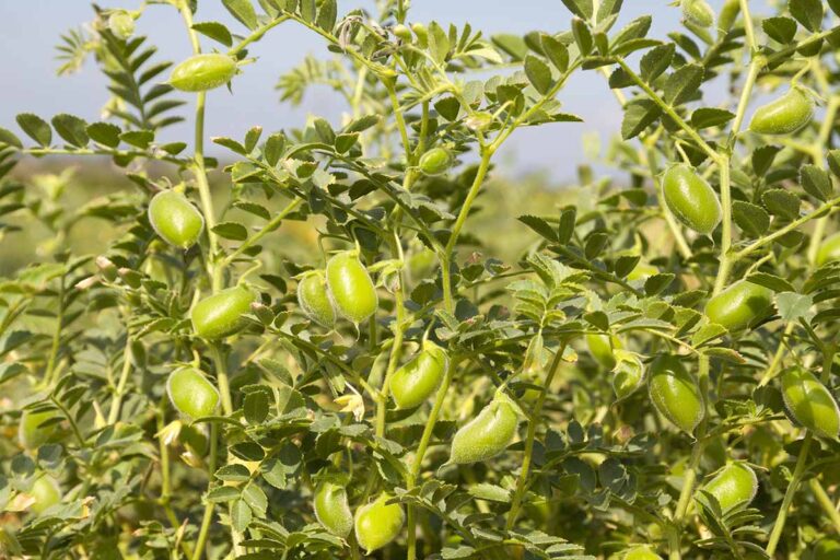 How to Grow Chickpeas (Garbanzo Beans) | Gardener’s Path
