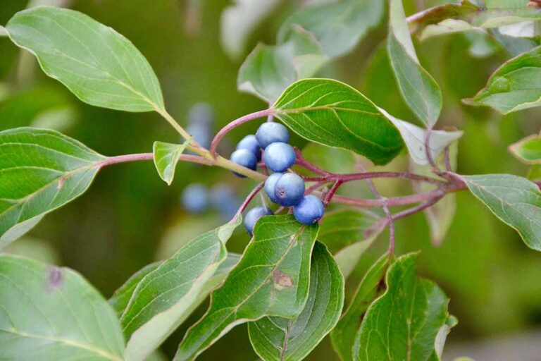 How to Grow and Care for Silky Dogwood | Gardener’s Path