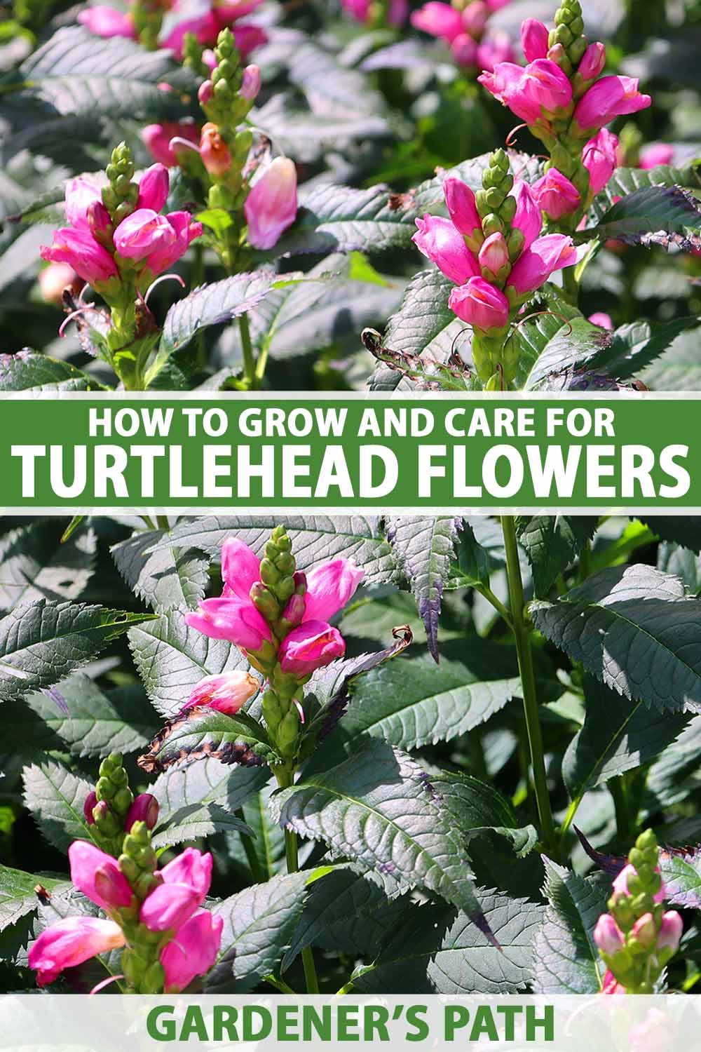 How to Grow Turtlehead (Chelone) Flowers | Gardener’s Path