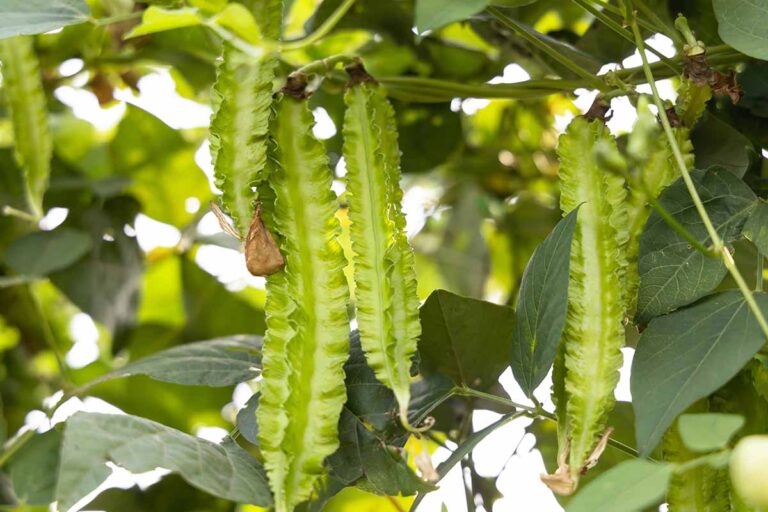 How to Plant and Grow Winged Beans | Gardener’s Path