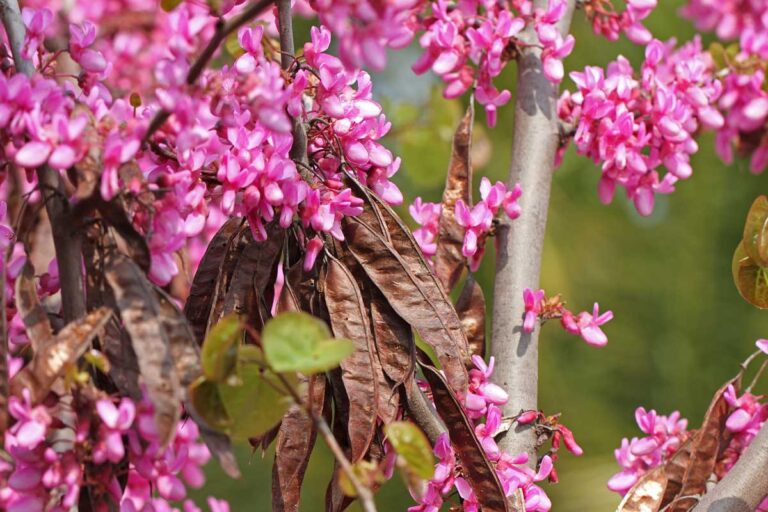 Learn How to Propagate Redbud Trees | Gardener's Path