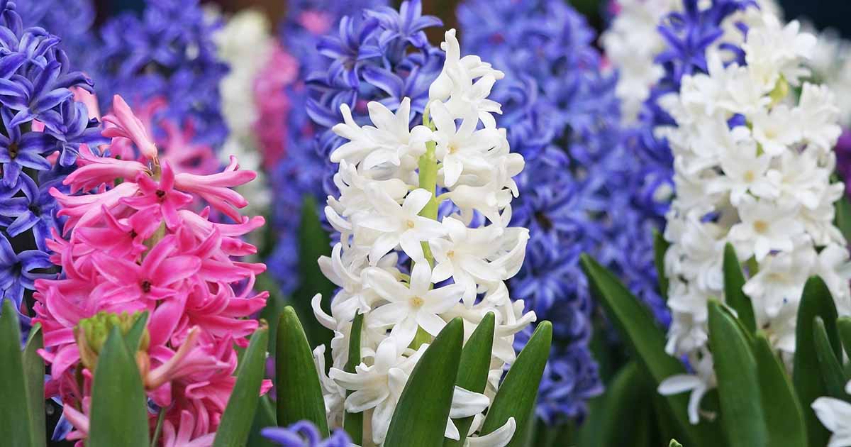 9 Reasons Why Hyacinths May Fail to Bloom | Gardener’s Path