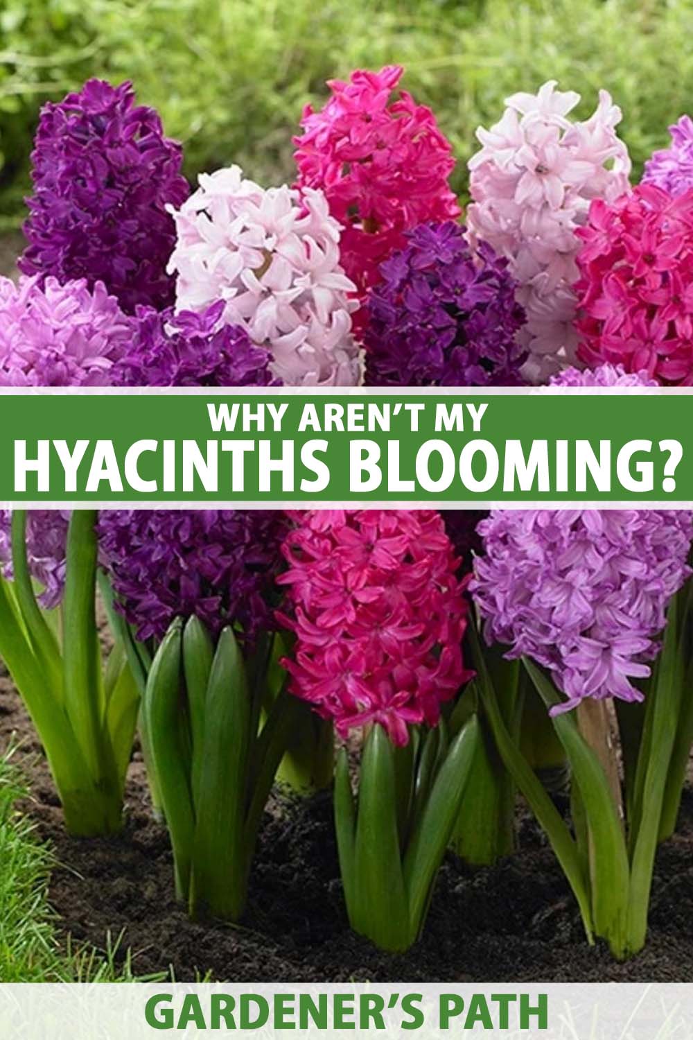 9 Reasons Why Hyacinths May Fail to Bloom | Gardener’s Path