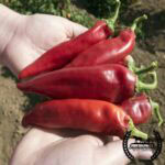 Tips for Growing Hatch Peppers | Gardener’s Path