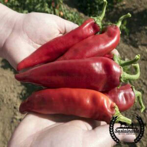 Tips for Growing Hatch Peppers | Gardener’s Path