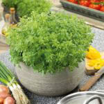 How to Plant and Grow Greek (Bush) Basil | Gardener’s Path