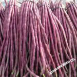 How to Plant and Grow Yard Long (Chinese Long) Beans
