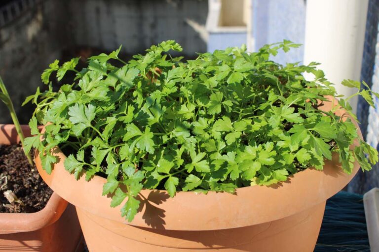 How to Grow Parsley in Your Home Herb Garden | Gardener’s Path