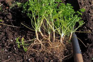 How to Grow Parsley in Your Home Herb Garden | Gardener’s Path