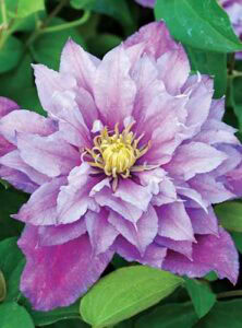 21 of the Best Fall-Blooming Clematis Varieties | Gardener’s Path
