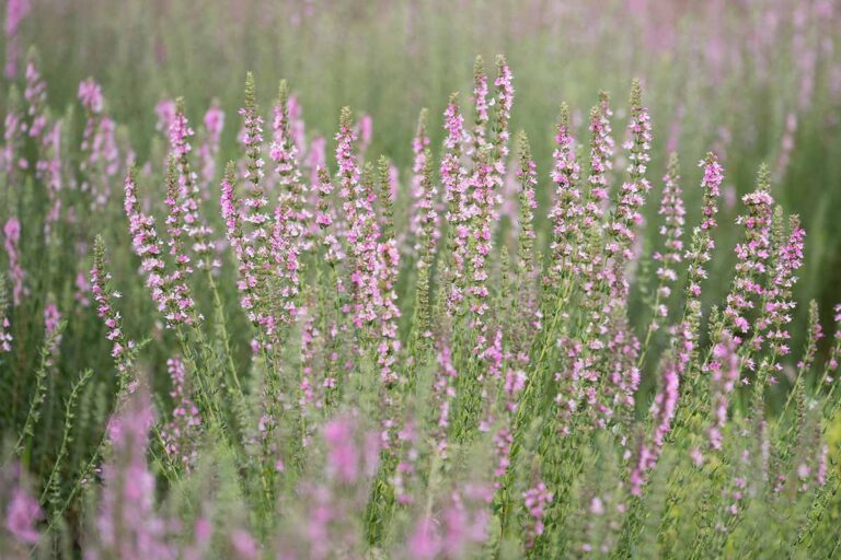 How to Plant and Grow Hyssop | Gardener’s Path