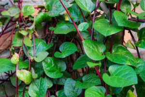 How to Plant and Grow Malabar Spinach | Gardener’s Path