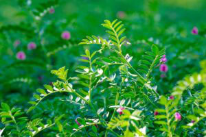 How to Grow Chickpeas (Garbanzo Beans) | Gardener’s Path