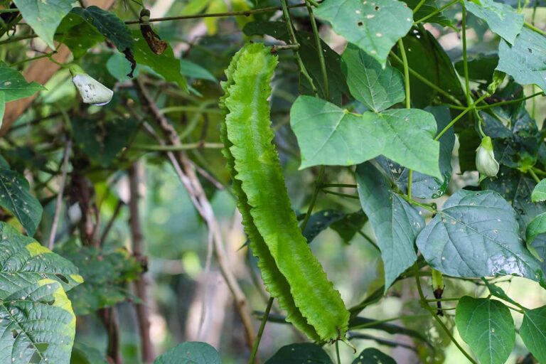 How to Plant and Grow Winged Beans | Gardener’s Path