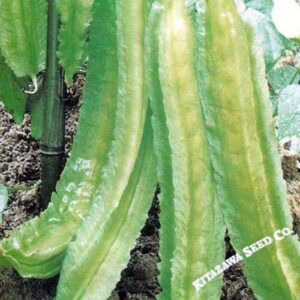 How to Plant and Grow Winged Beans | Gardener’s Path