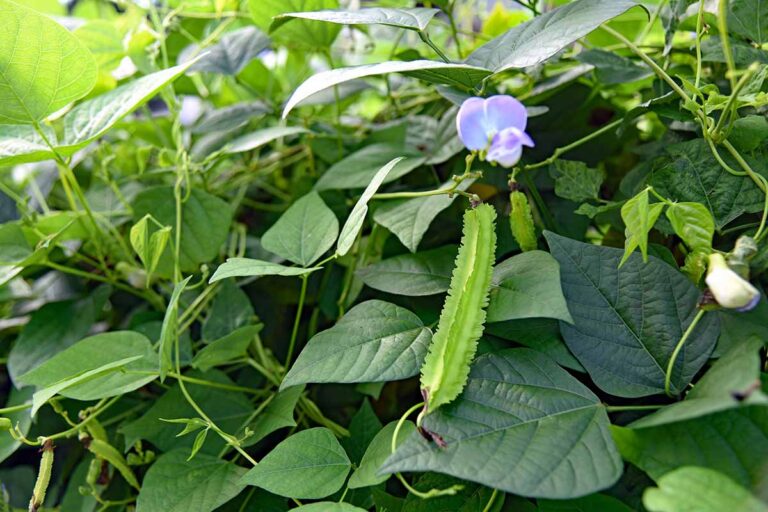 How to Plant and Grow Winged Beans | Gardener’s Path