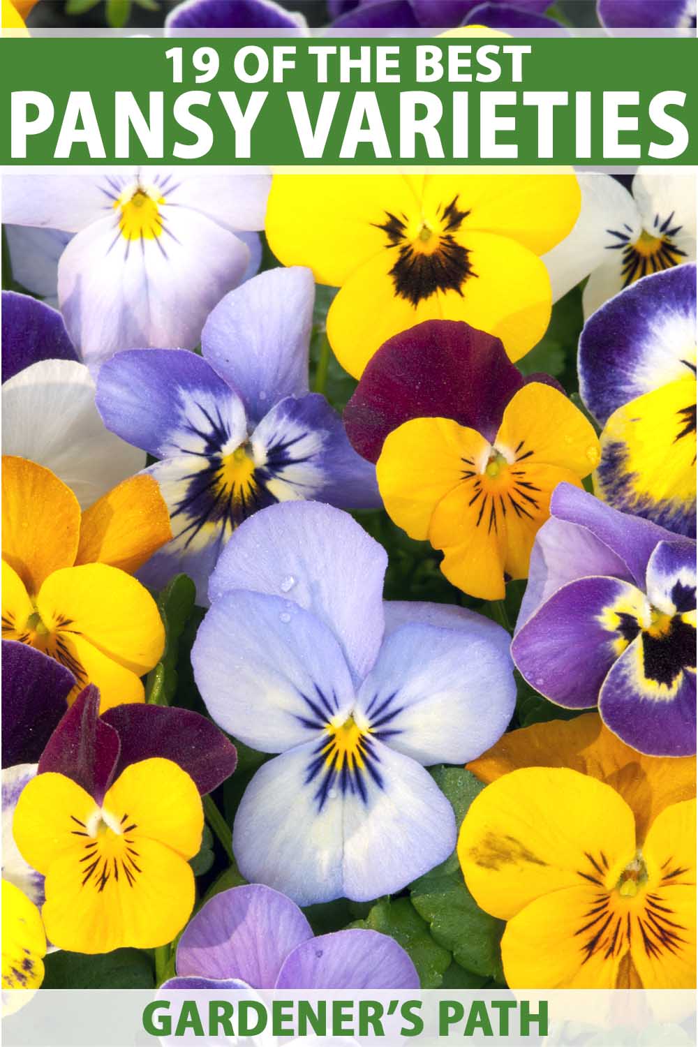 19 of the Best Pansy Varieties to Grow at Home | Gardener’s Path