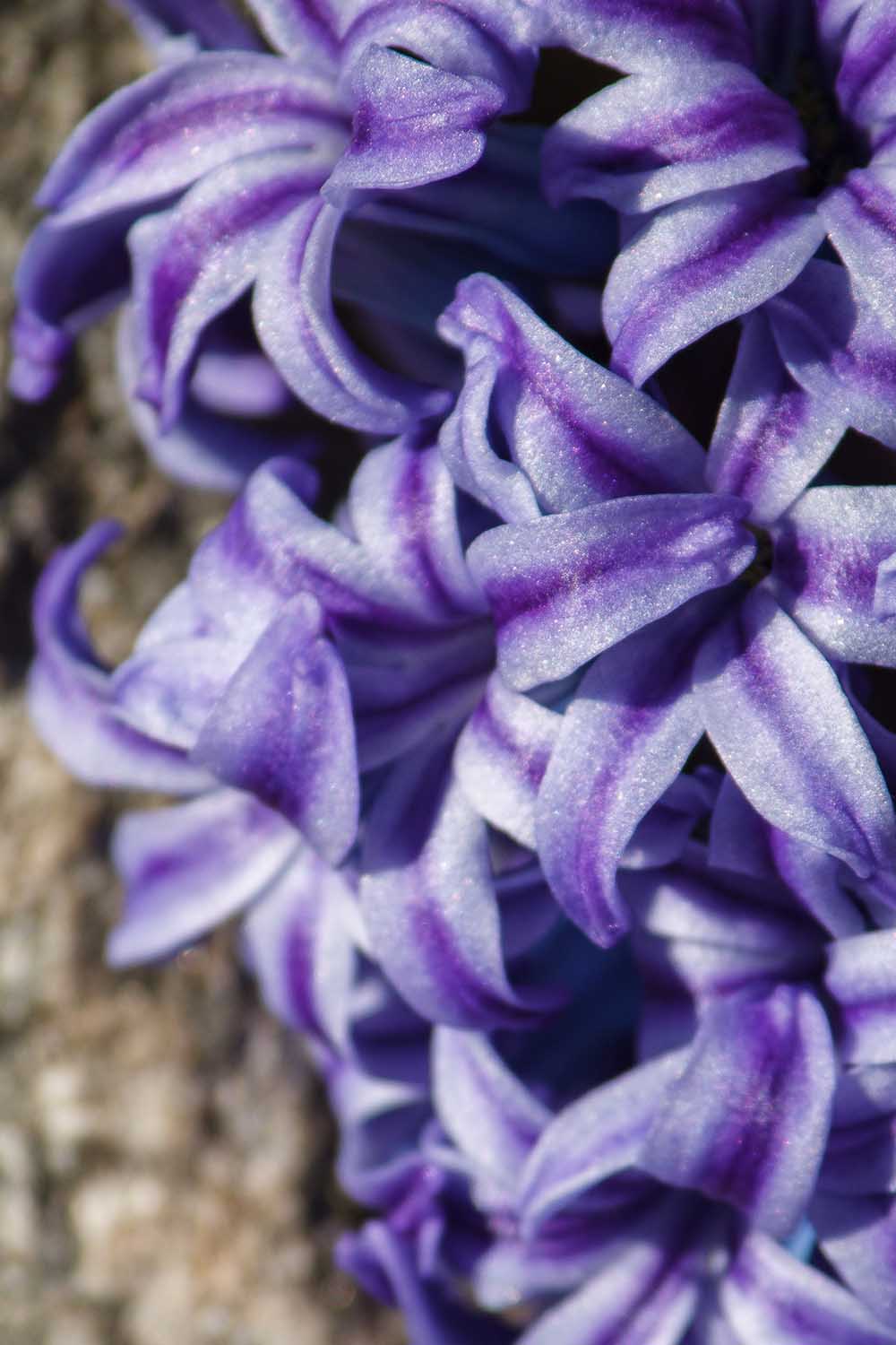How to Grow and Care for Hyacinth Flowers | Gardener's Path