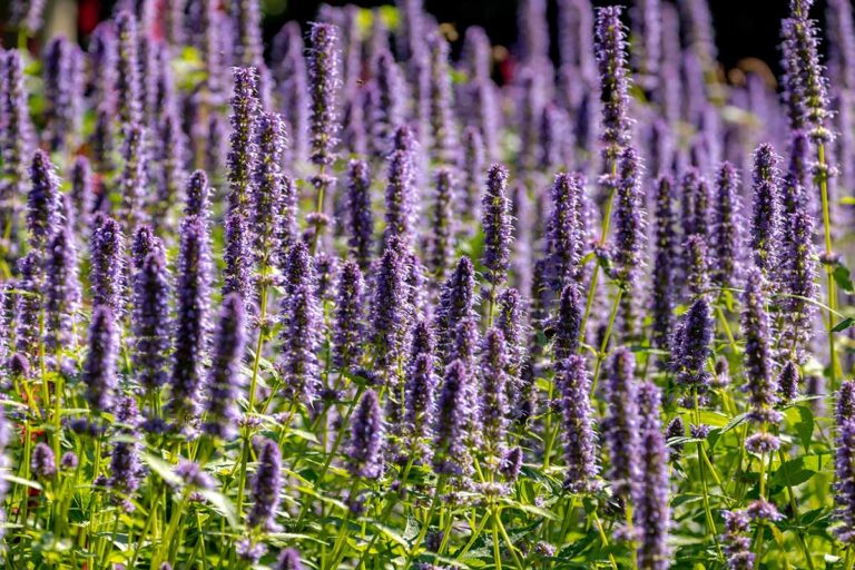 19 of the Best Agastache Varieties to Grow at Home