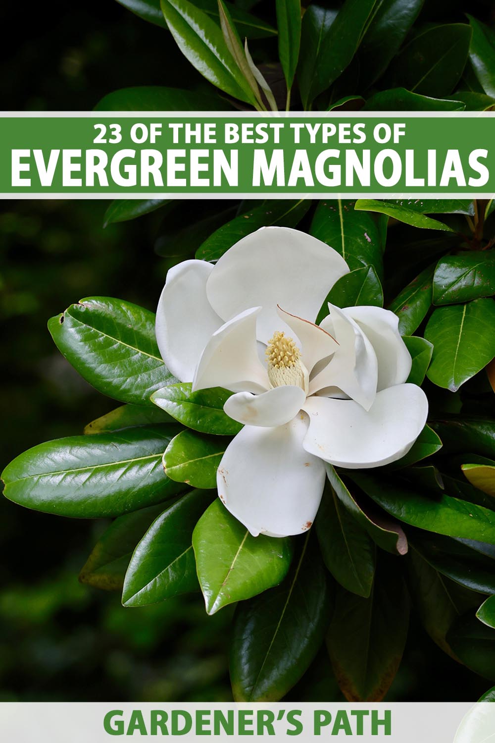 23 of the Best Evergreen Magnolia Varieties | Gardener’s Path