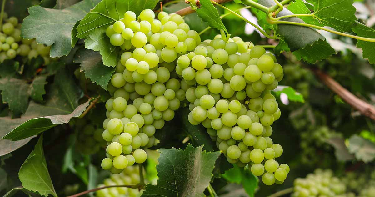19 of the Best Grapevine Varieties to Grow at Home