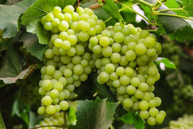 19 of the Best Grapevine Varieties to Grow at Home