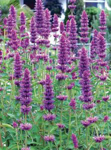 19 of the Best Agastache Varieties to Grow at Home