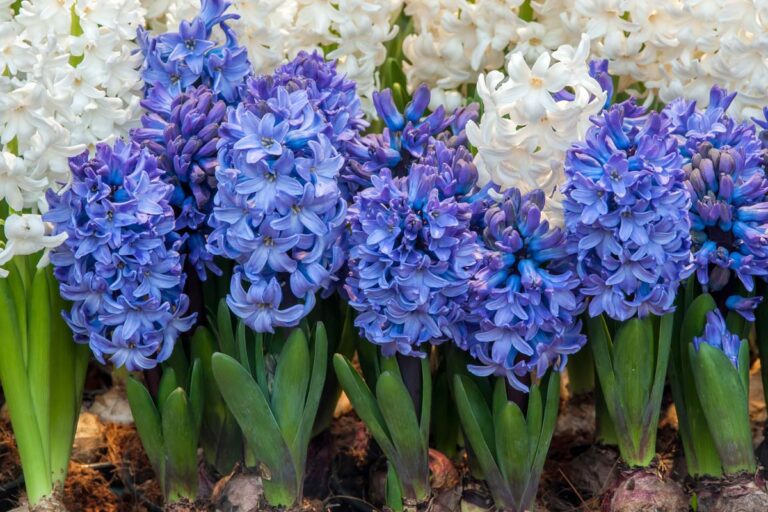 How to Grow and Care for Hyacinth Flowers | Gardener's Path