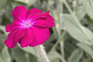 How to Grow and Care for Rose Campion | Gardener's Path
