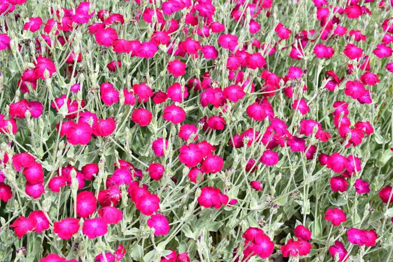 How to Grow and Care for Rose Campion | Gardener's Path