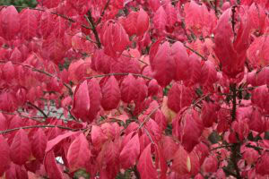 Learn About Fire Ball Seedless Burning Bush, a Sterile Cultivar