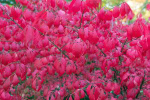 Learn About Fire Ball Seedless Burning Bush, a Sterile Cultivar