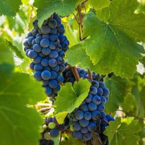 19 of the Best Grapevine Varieties to Grow at Home