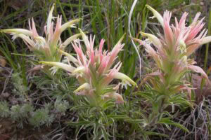 How to Plant and Grow Indian Paintbrush Flowers (Castilleja)