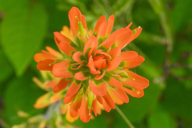 How to Plant and Grow Indian Paintbrush Flowers (Castilleja)