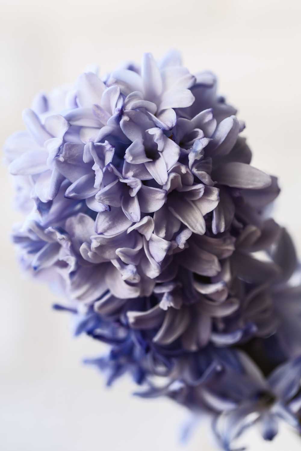 How to Grow and Care for Hyacinth Flowers | Gardener's Path