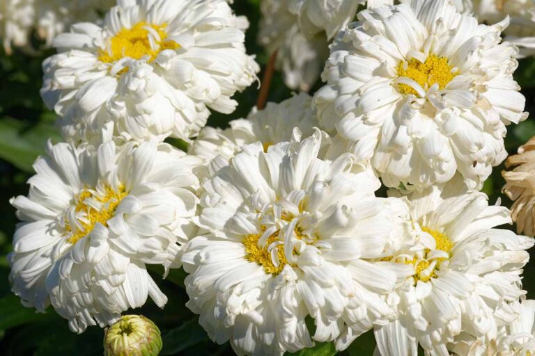 Tips for Growing Shasta Daisies in Containers | Gardener’s Path