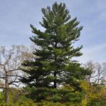 The Best Pine Trees: 41 Noteworthy Varieties | Gardener’s Path
