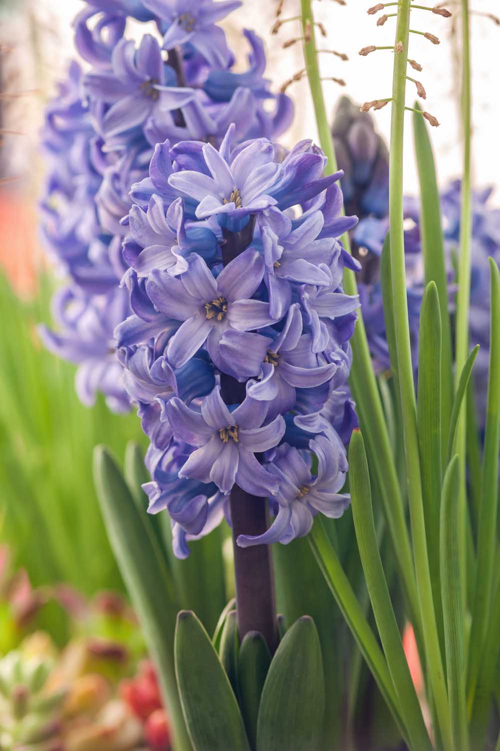 How to Grow and Care for Hyacinth Flowers | Gardener's Path