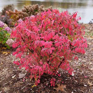 Learn About Fire Ball Seedless Burning Bush, a Sterile Cultivar