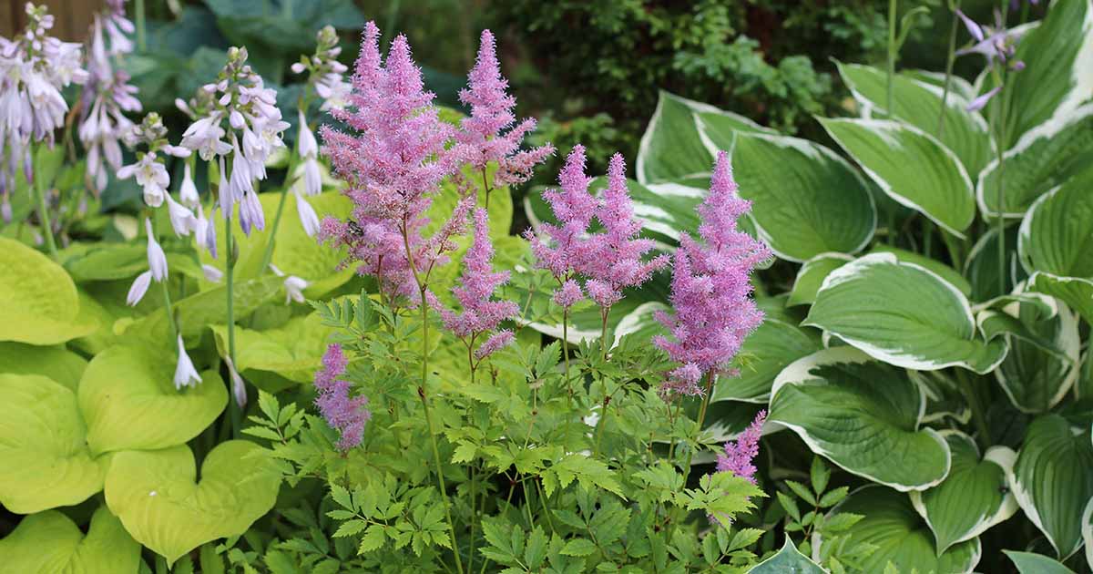 Pink Perennials For Shade
